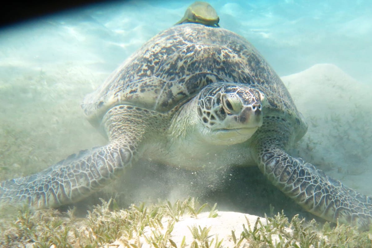 Turtle Yoda - Turtlewatch Egypt