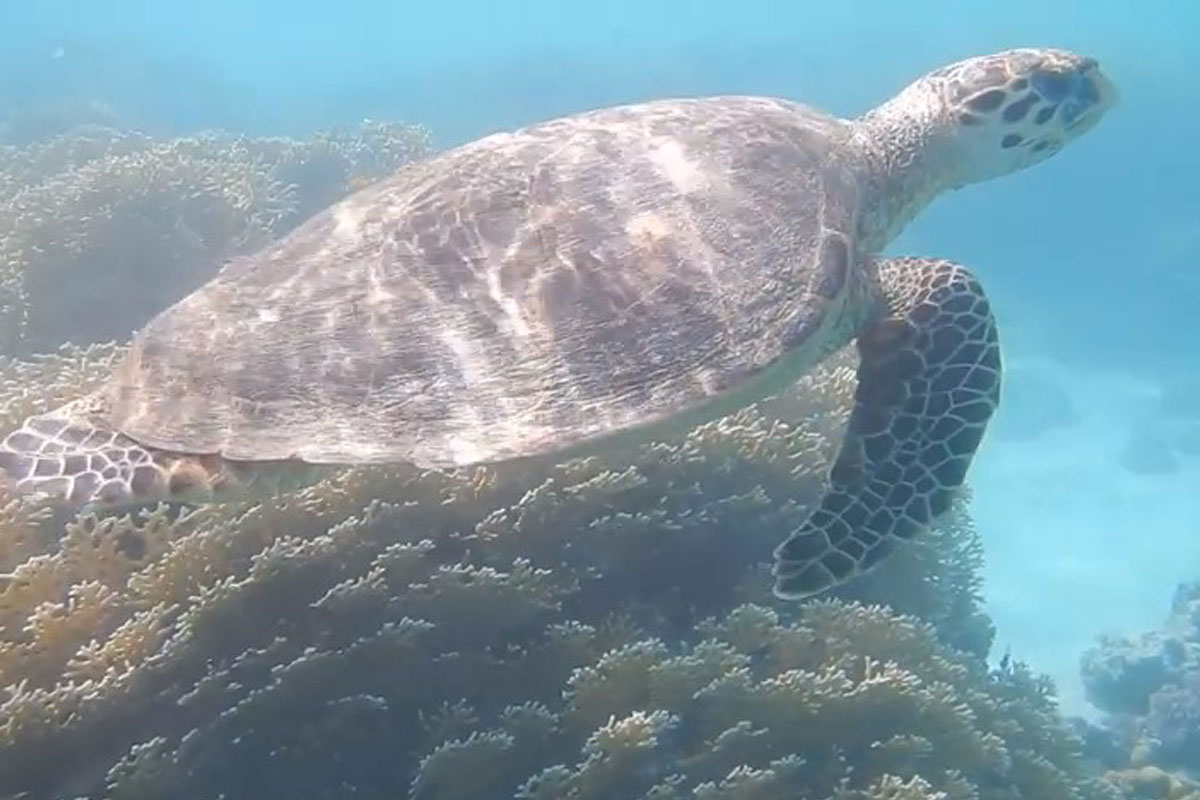 Turtle Dagir - Turtlewatch Egypt