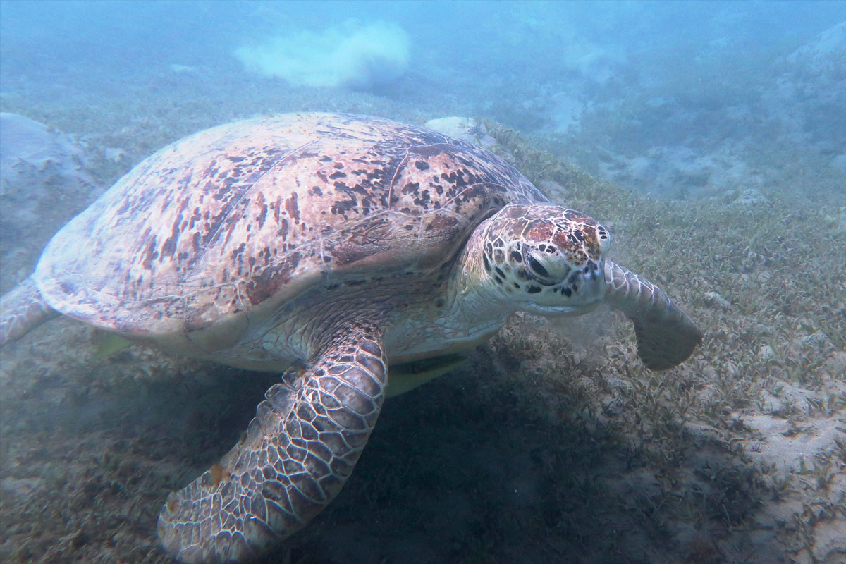 Turtle Milka - Turtlewatch Egypt