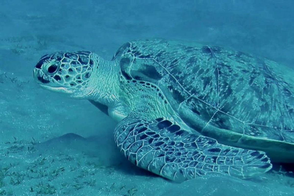 Turtle Neste - Turtlewatch Egypt