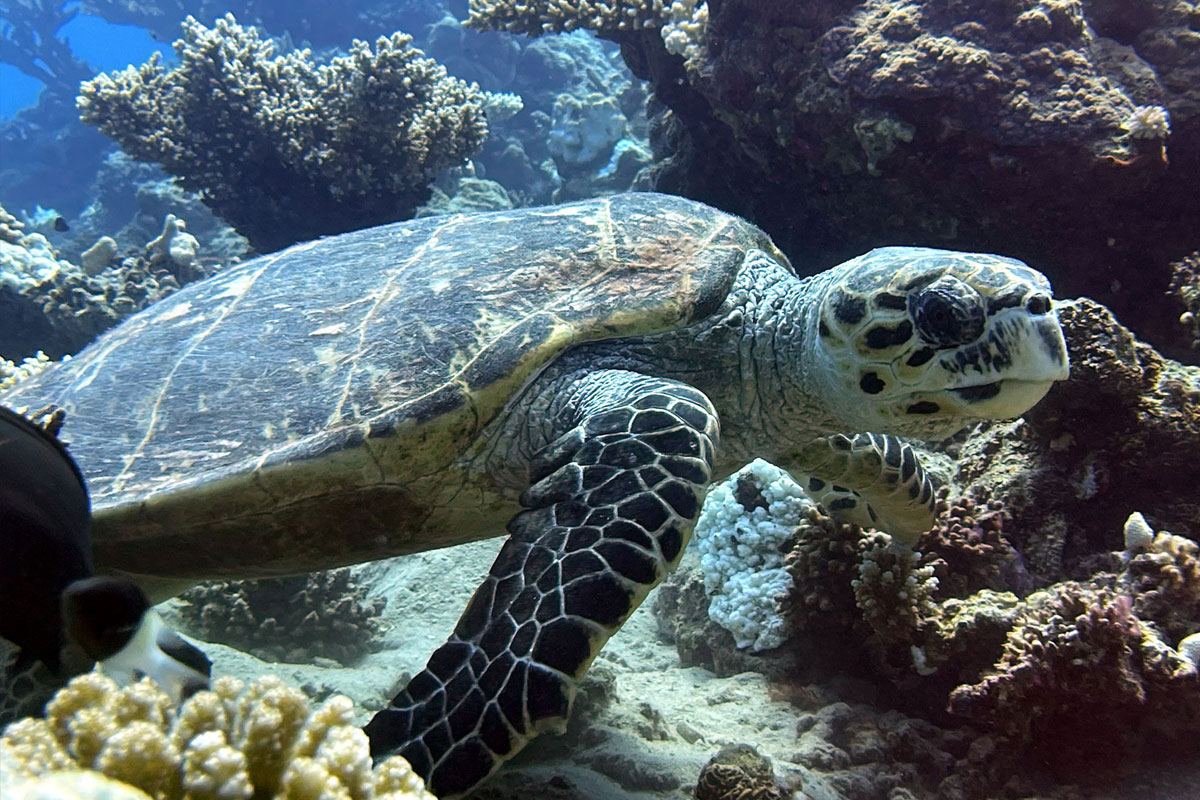 Turtle Onu - Turtlewatch Egypt