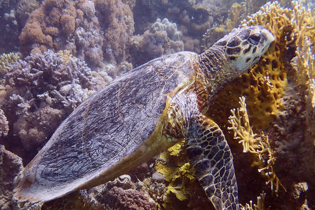 Turtle Alexandra - Turtlewatch Egypt