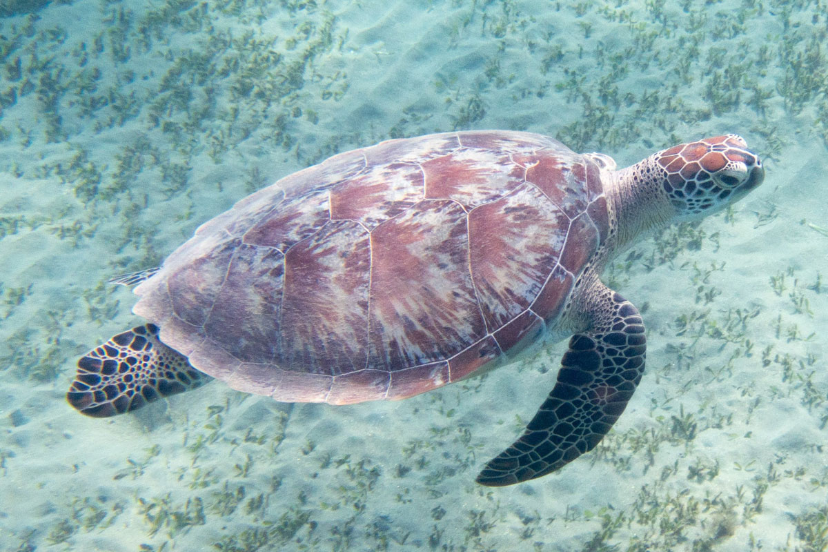 Turtle Carlotta - Turtlewatch Egypt