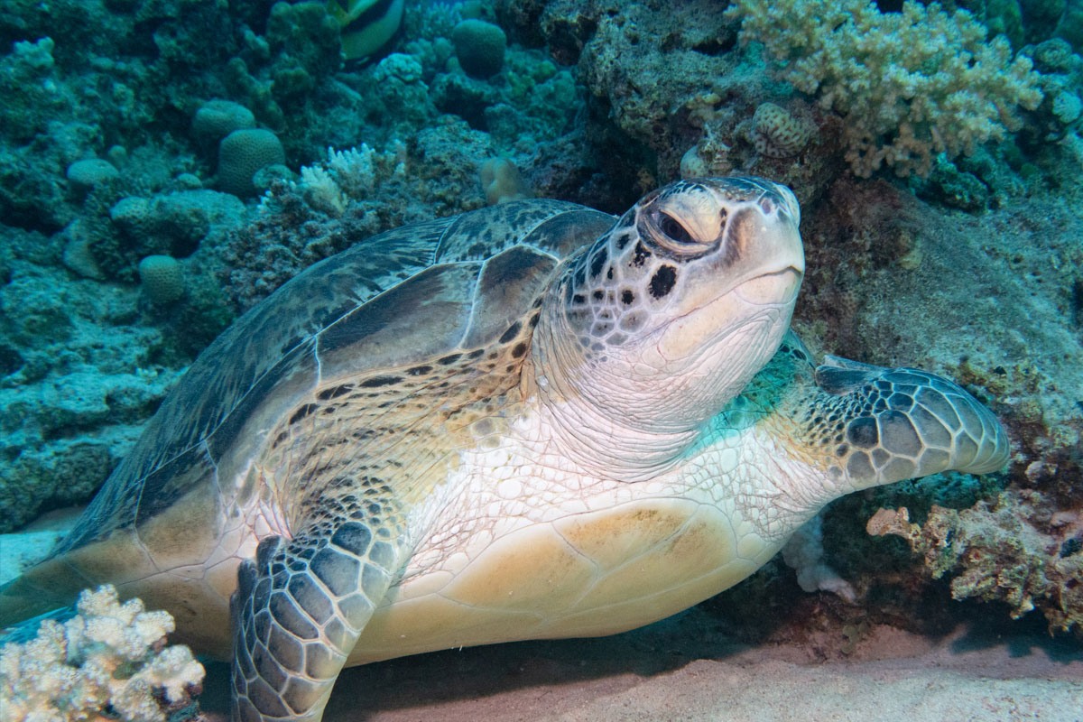 Turtle Cocolina - Turtlewatch Egypt
