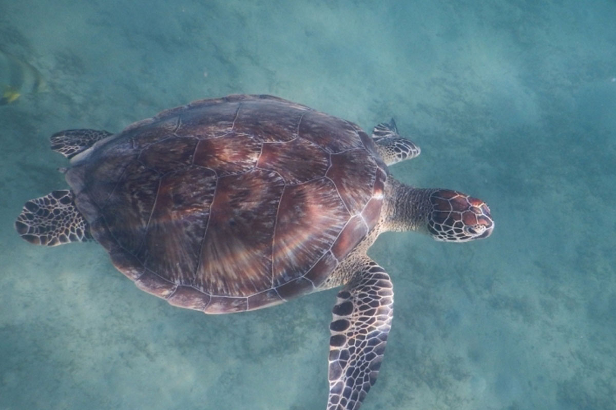 Turtle Joppiflex - Turtlewatch Egypt