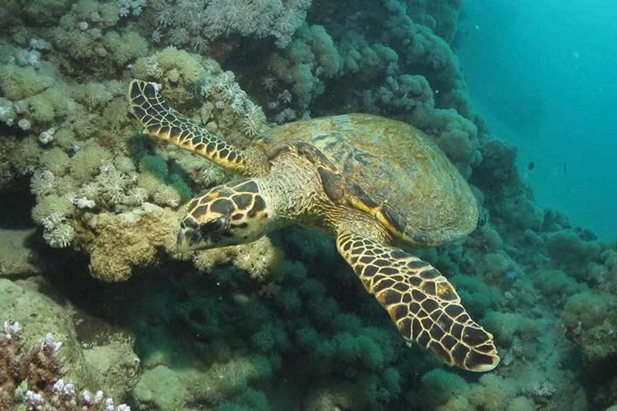 Turtle Mana - Turtlewatch Egypt