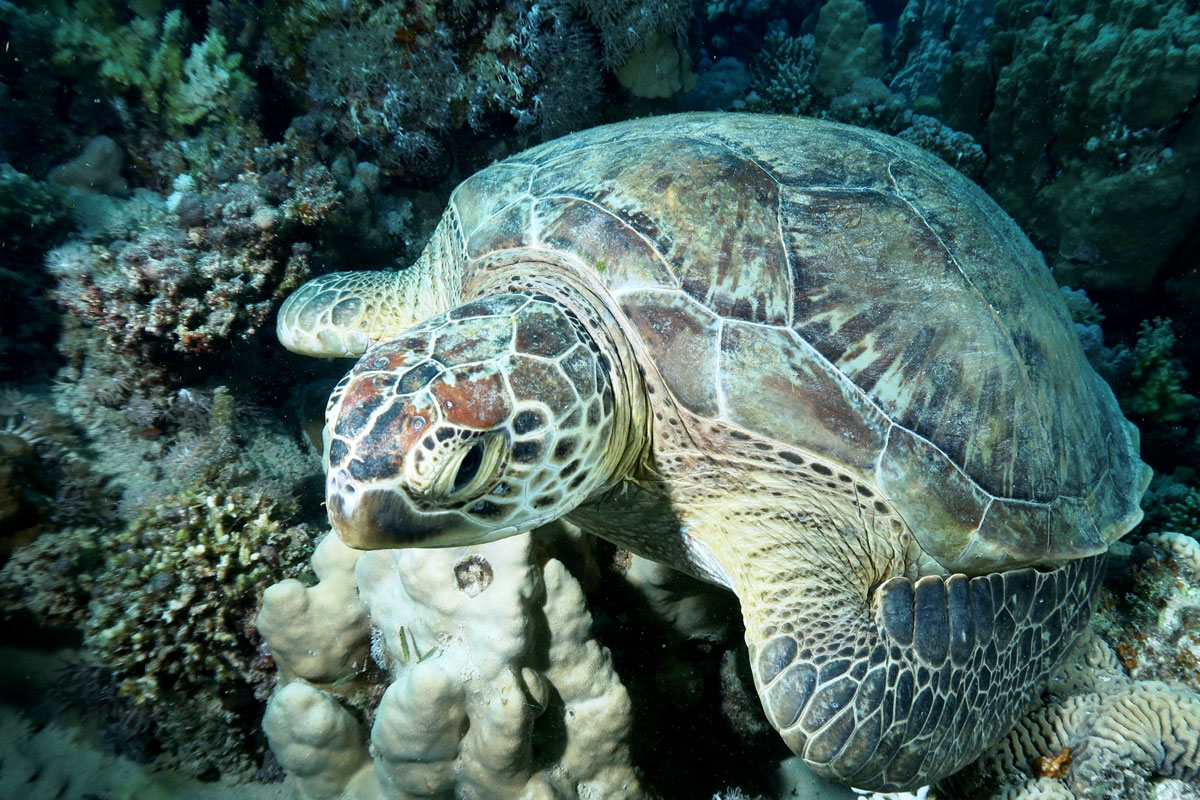 Turtle Robin - Turtlewatch Egypt
