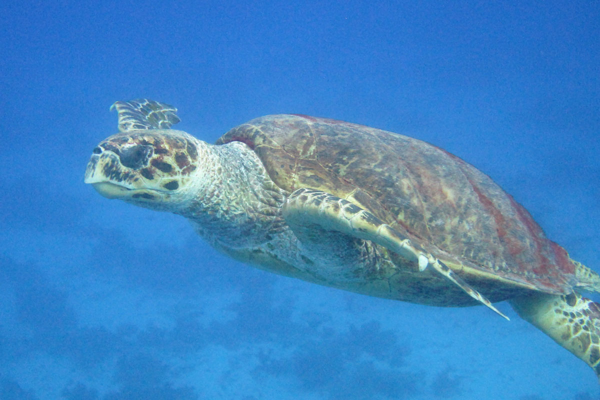 Turtle Ross - Turtlewatch Egypt