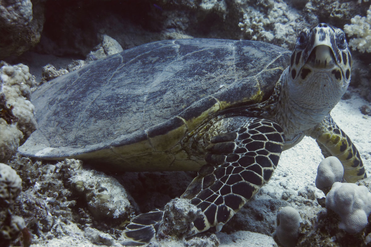 Turtle Solymar - Turtlewatch Egypt
