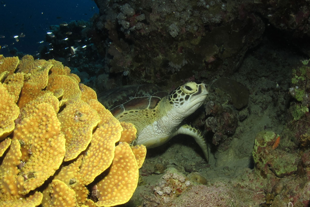 Turtle Trilly - Turtlewatch Egypt