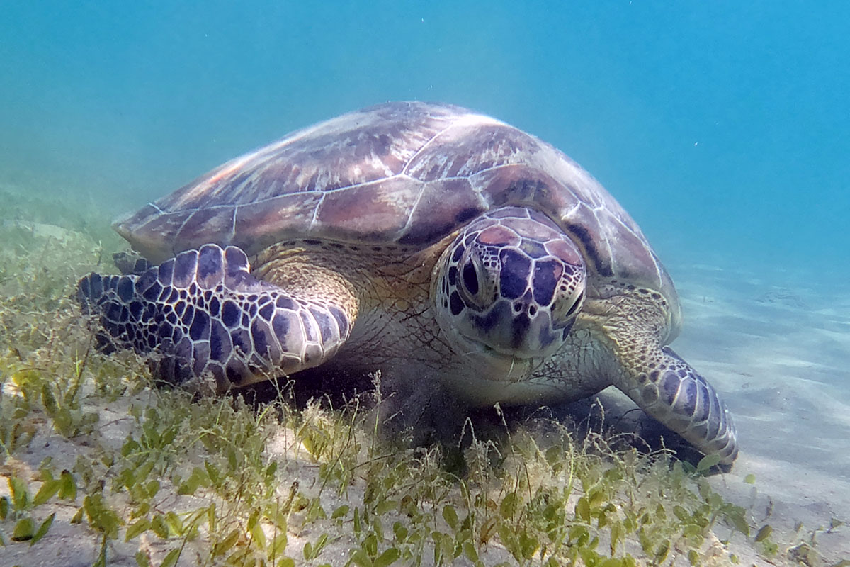 Turtle WDLaunk2 - Turtlewatch Egypt