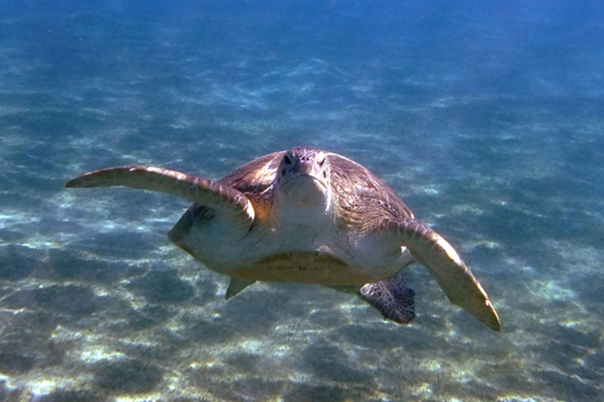 Turtle Aurelia - Turtlewatch Egypt