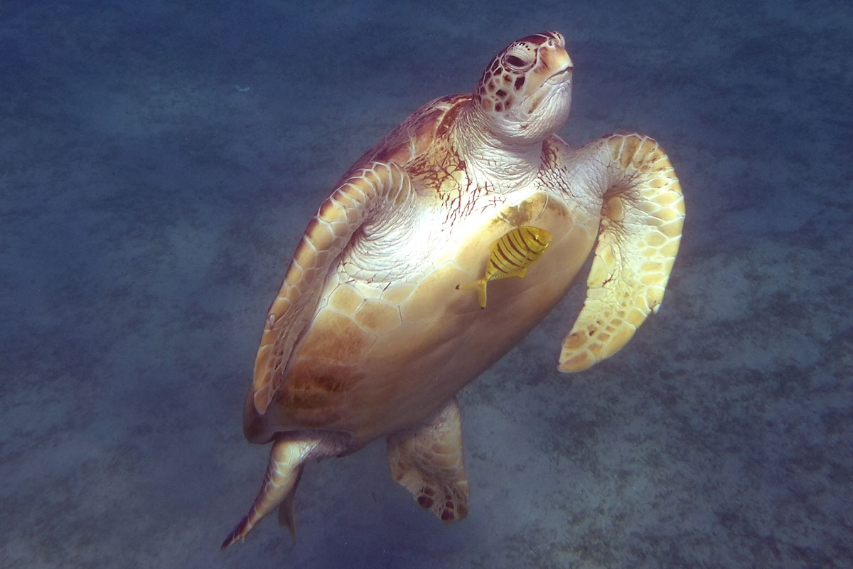 Turtle Heidi - Turtlewatch Egypt