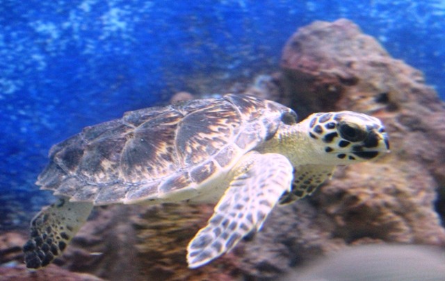 National Institute of Oceanography and Fisheries - Turtlewatch Egypt