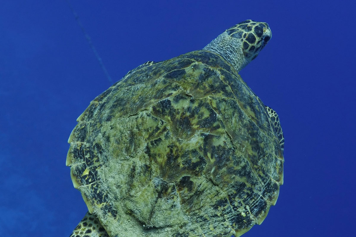 Turtle Lisa Reef - Turtlewatch Egypt
