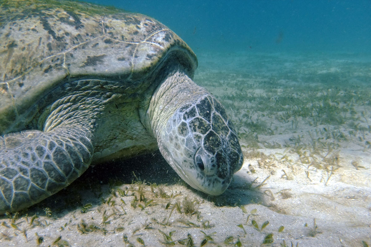 Turtle Sophia - Turtlewatch Egypt