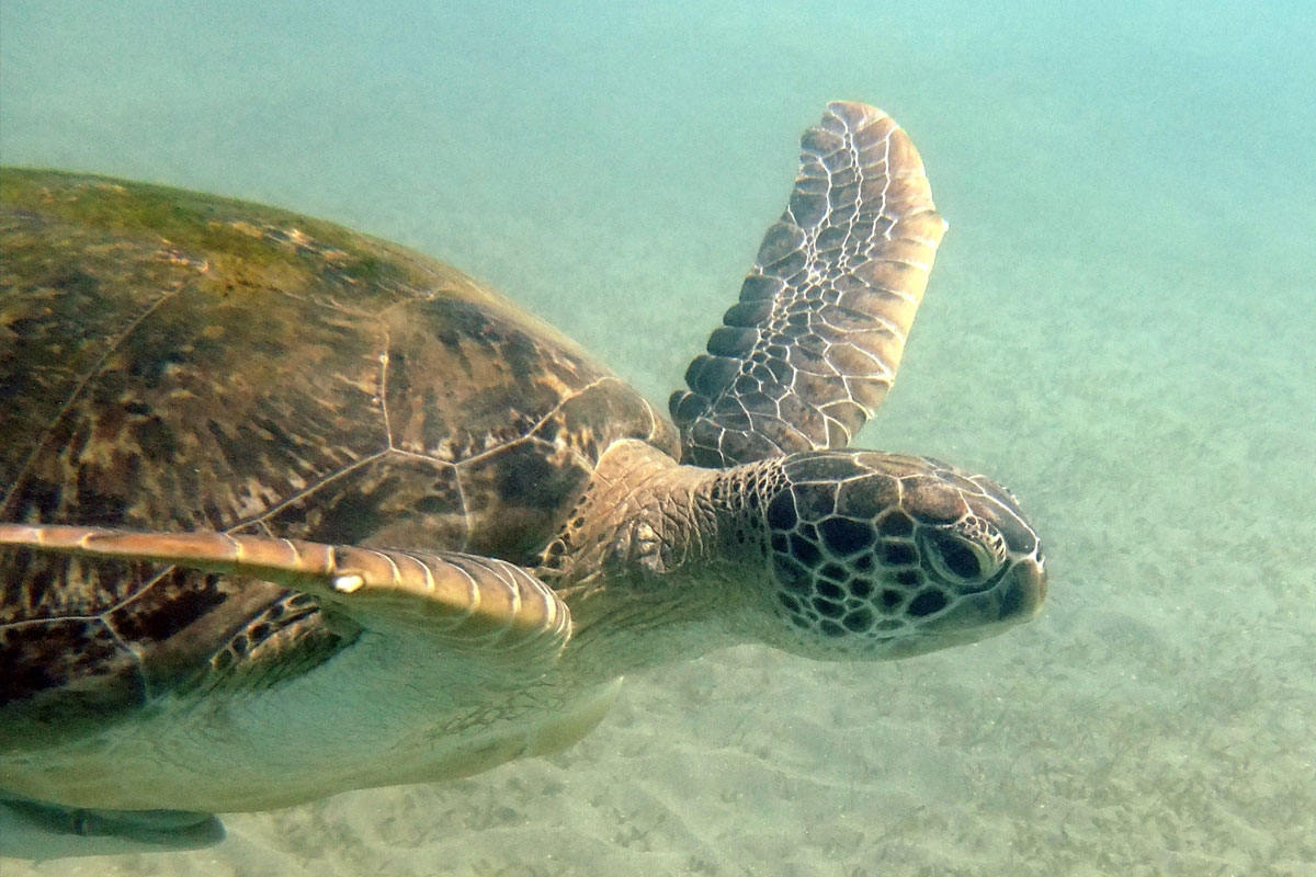 Turtle Hardy - Turtlewatch Egypt