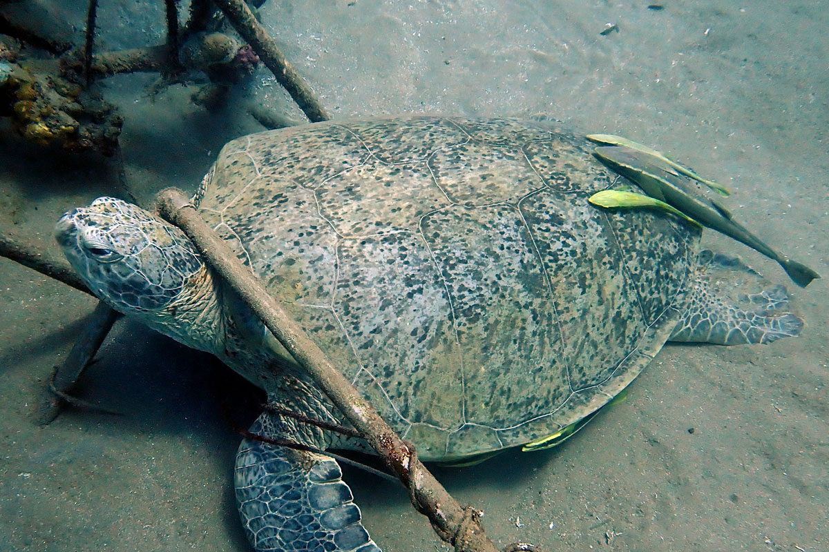 Turtle Layla - Turtlewatch Egypt