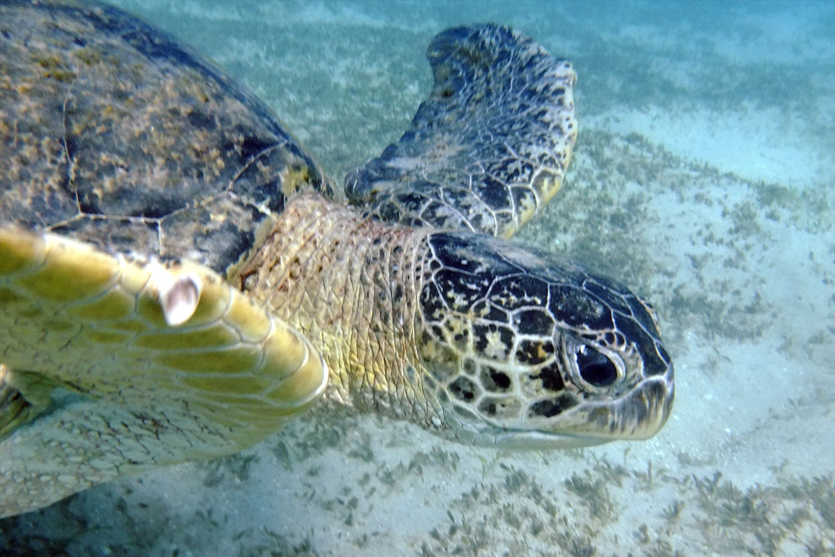 Turtle Viktoria - Turtlewatch Egypt