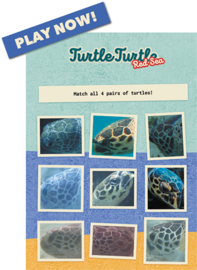 Red Sea Marine Turtles research project Turtlewatch Egypt